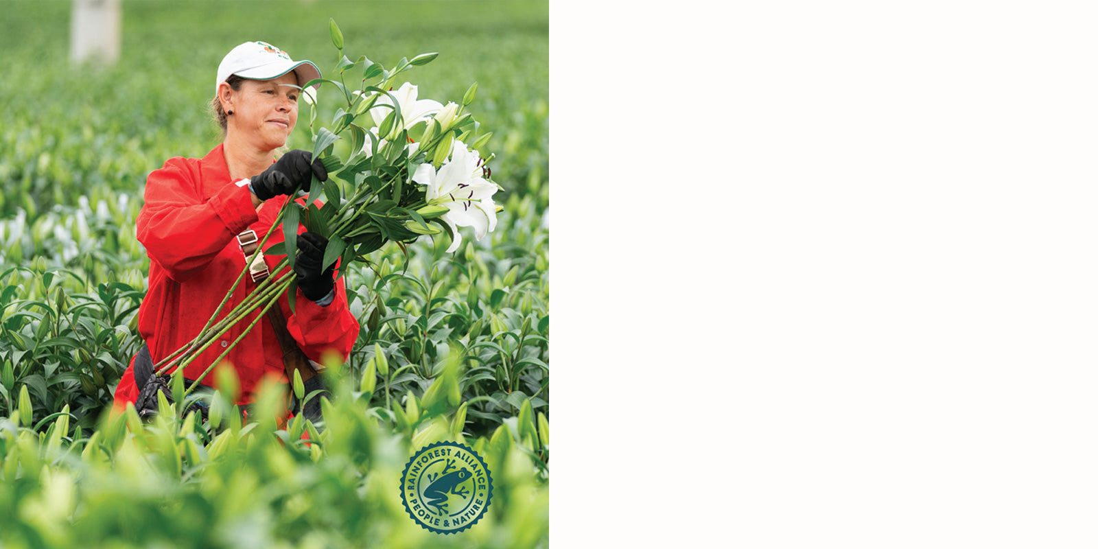 Pavia Flowers - Fresh Flowers Bouquets Delivery USA